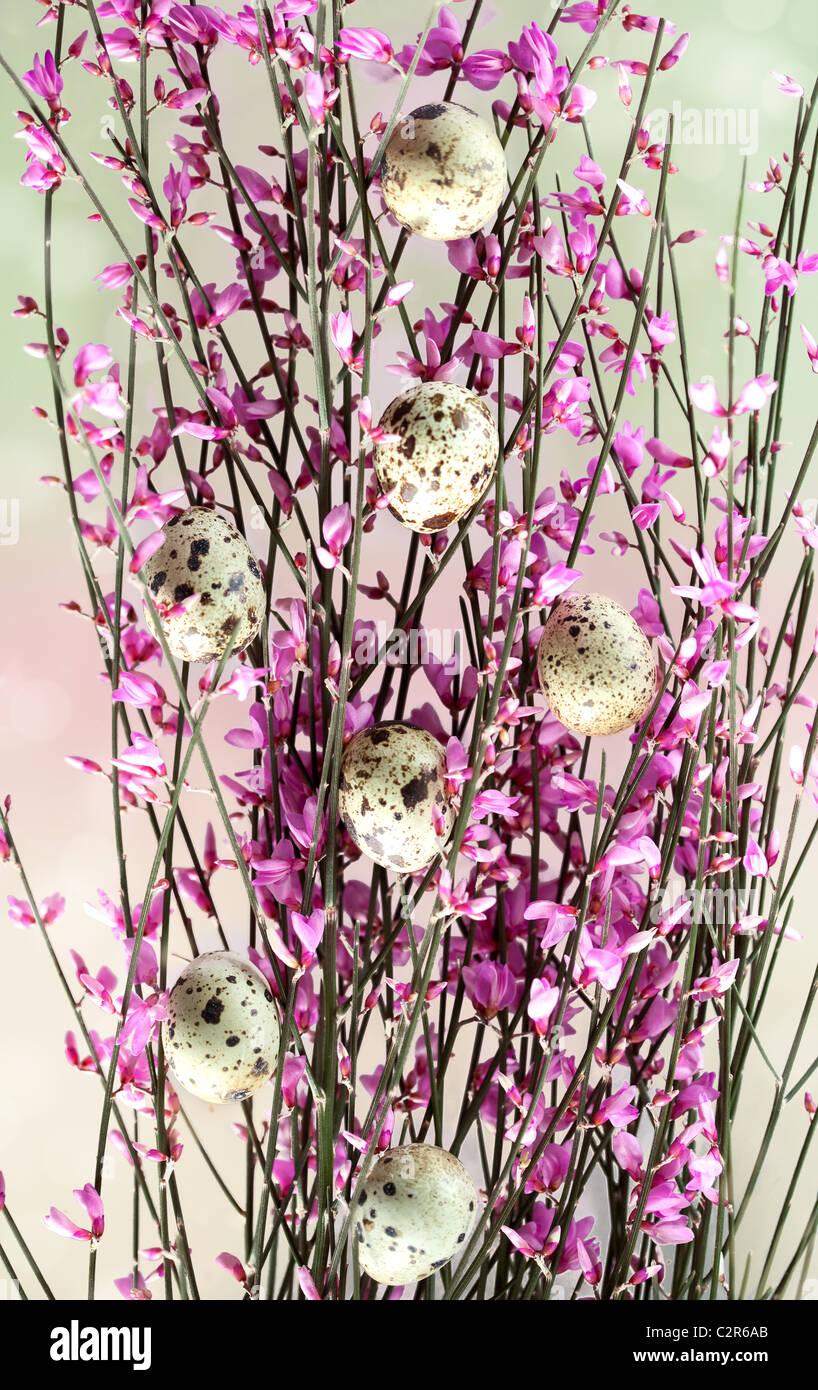 Bramble blossoms hi-res stock photography and images - Alamy