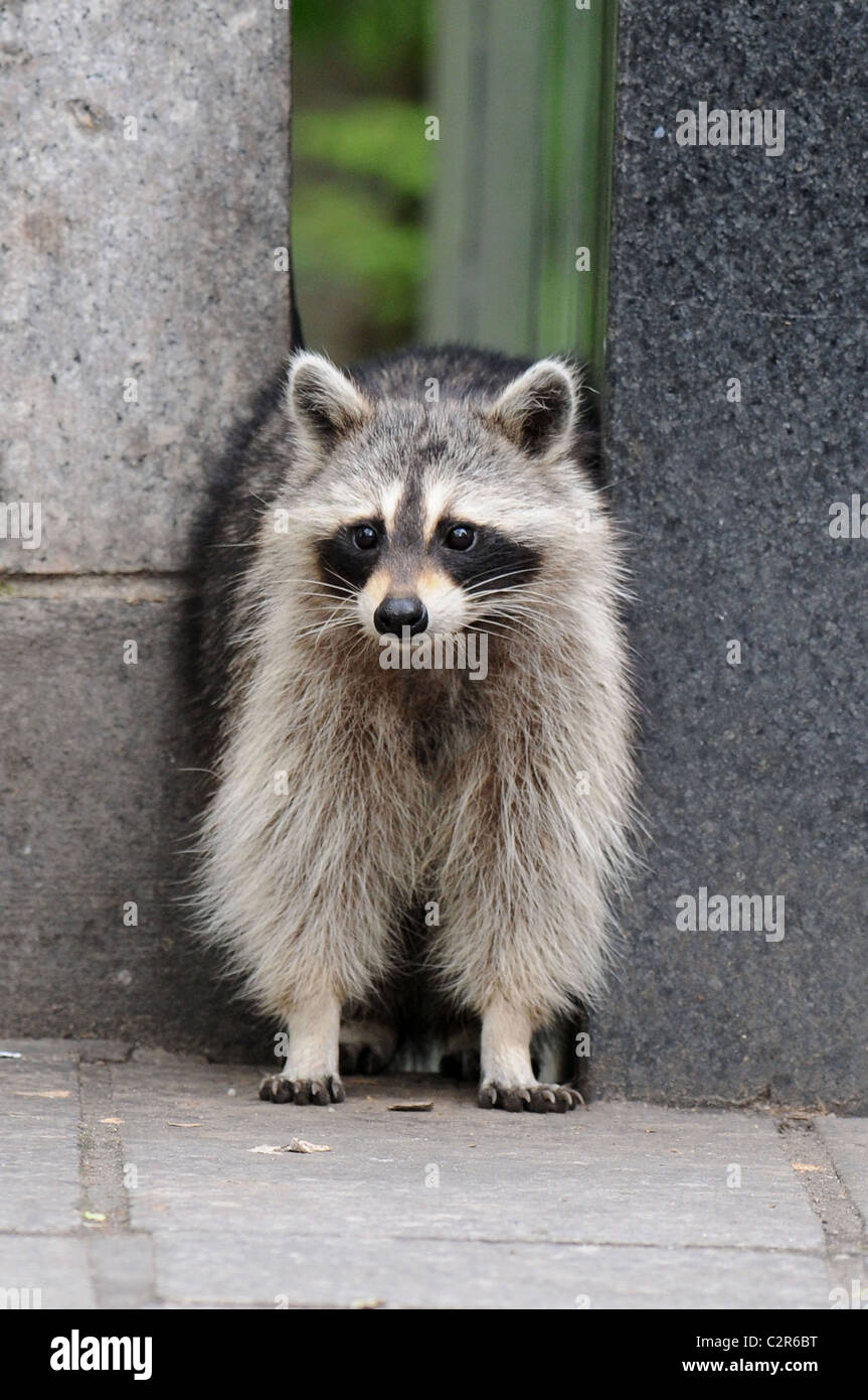 A raccoon ventures out of Central Park on the sidewalk across from the ...