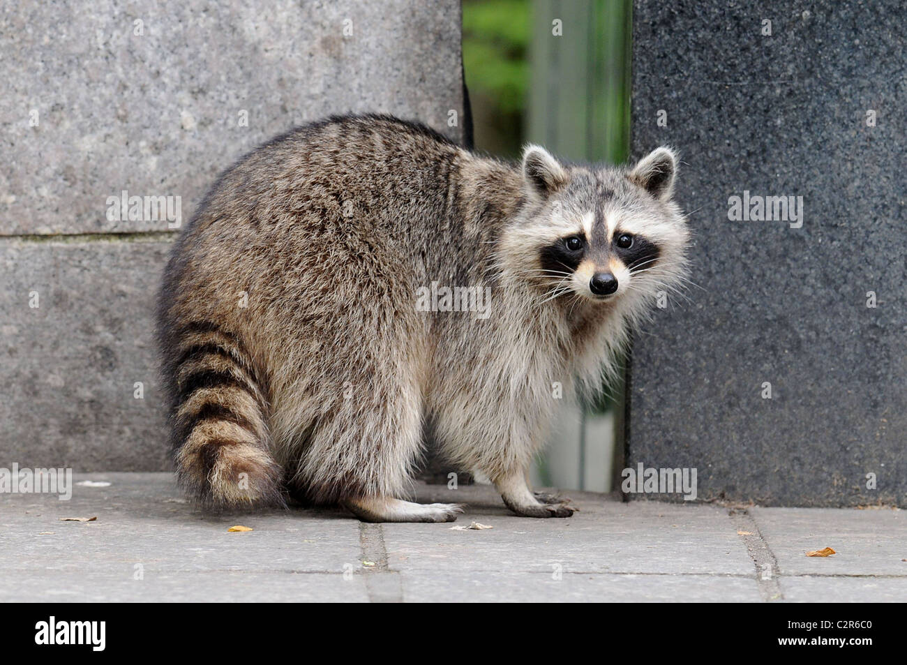 A raccoon ventures out of Central Park on the sidewalk across from the ...