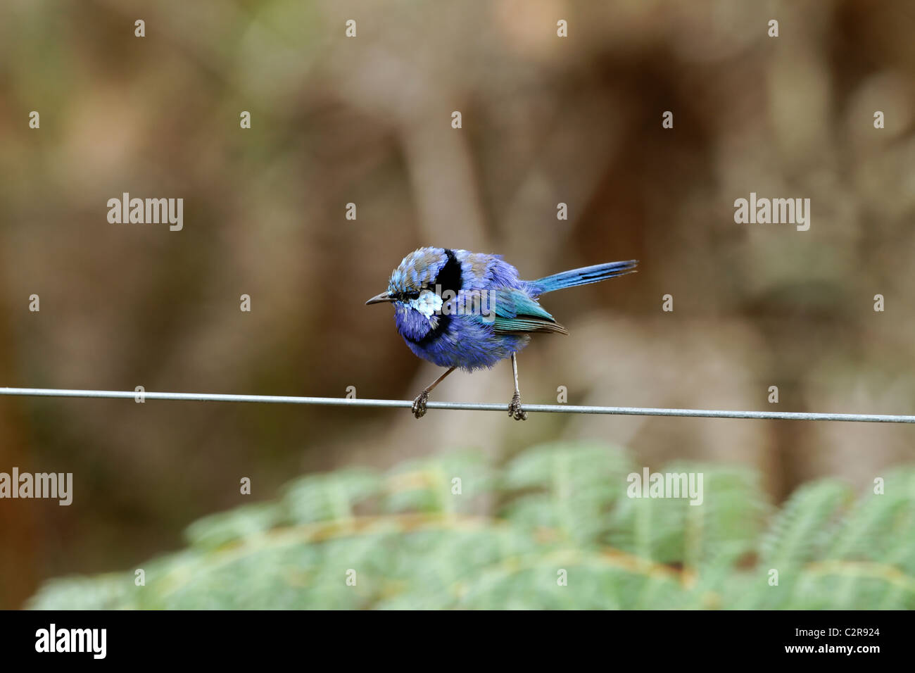 Australian blue wren hi-res stock photography and images - Alamy