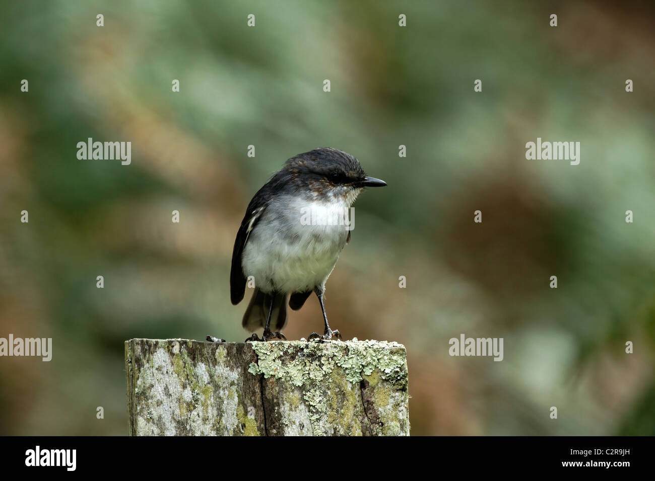 White Breasted Robin ( Eopsaltria georgiana ) standing on a fence post ...