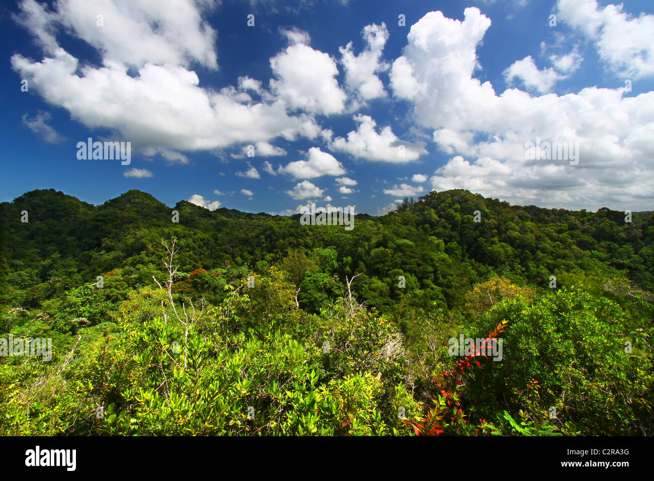 Guajataca forest hi-res stock photography and images - Alamy