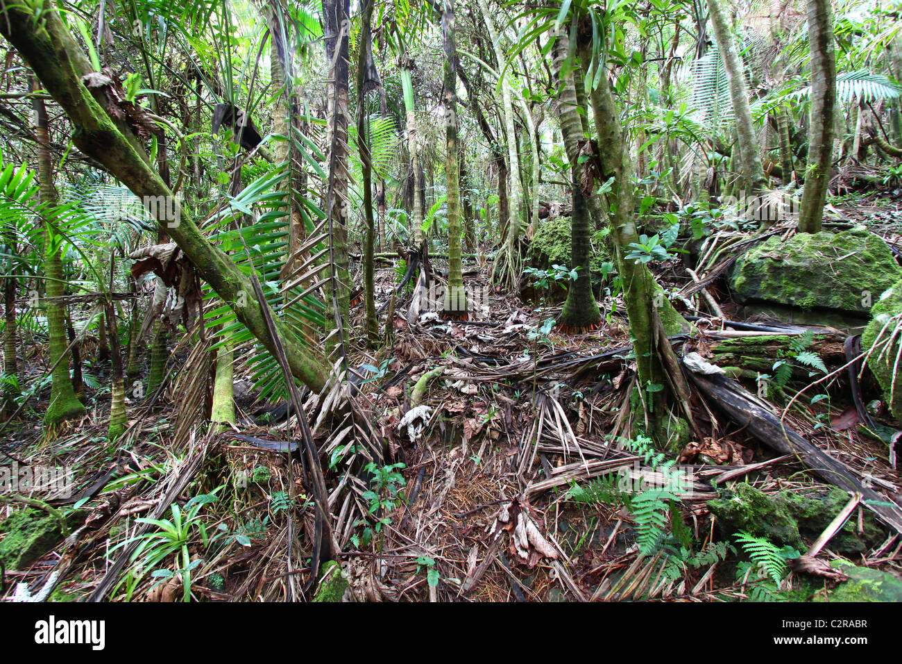 El Yunque National Forest Stock Photo - Alamy