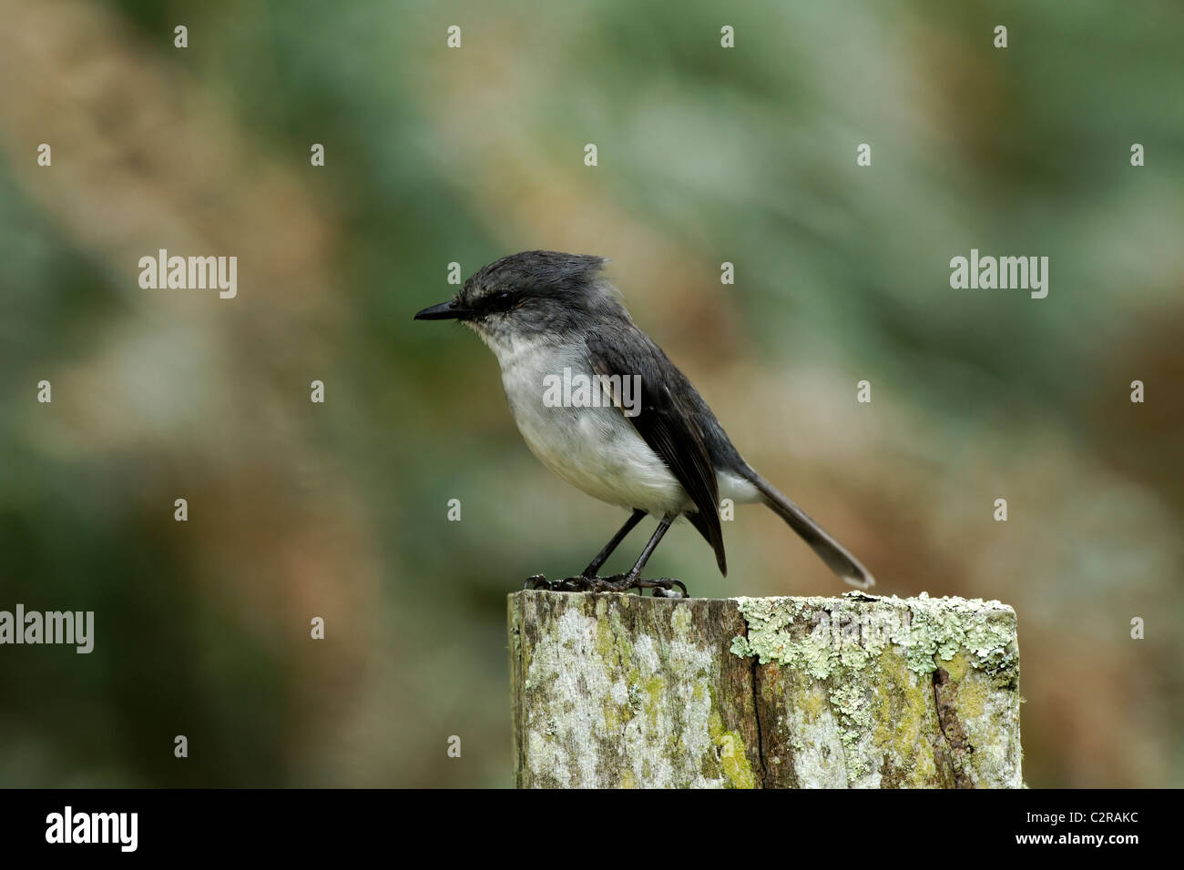 White Breasted Robin ( Eopsaltria georgiana ) standing on a fence post ...
