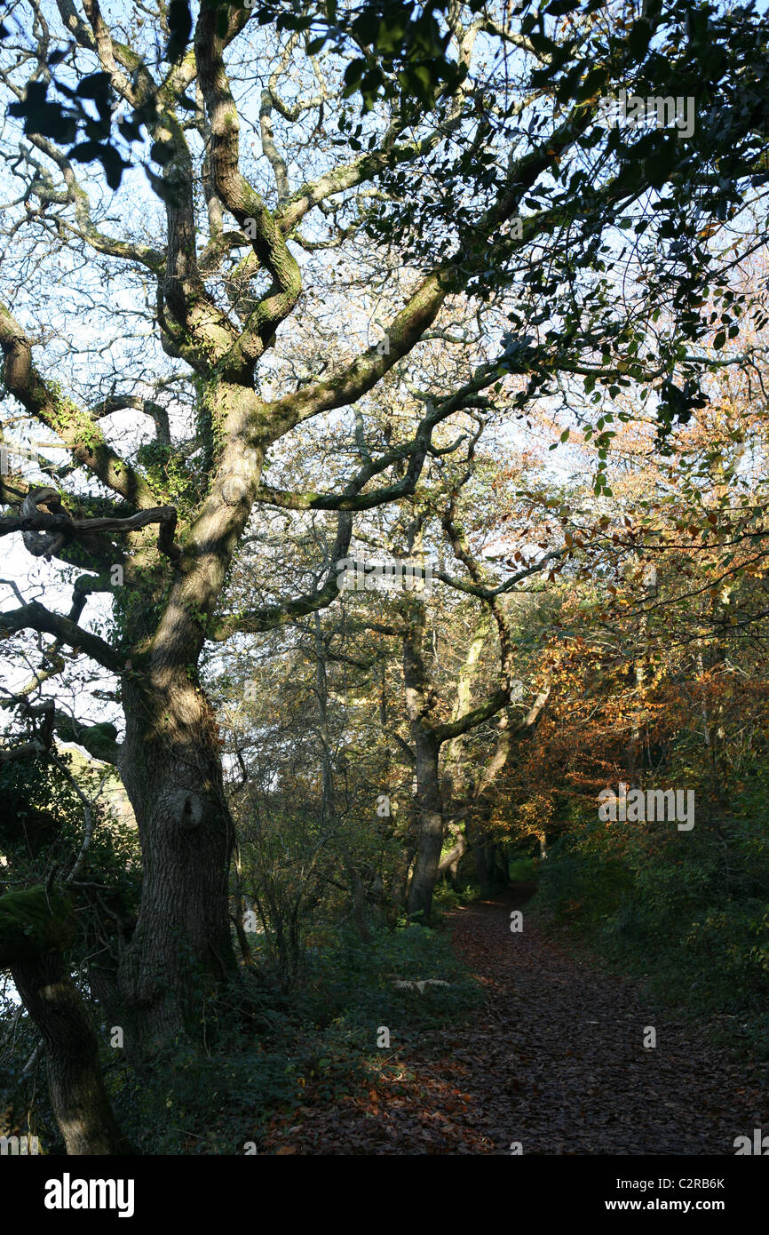 Cornish wood near Trelissick River Fal Cornwall Stock Photo - Alamy