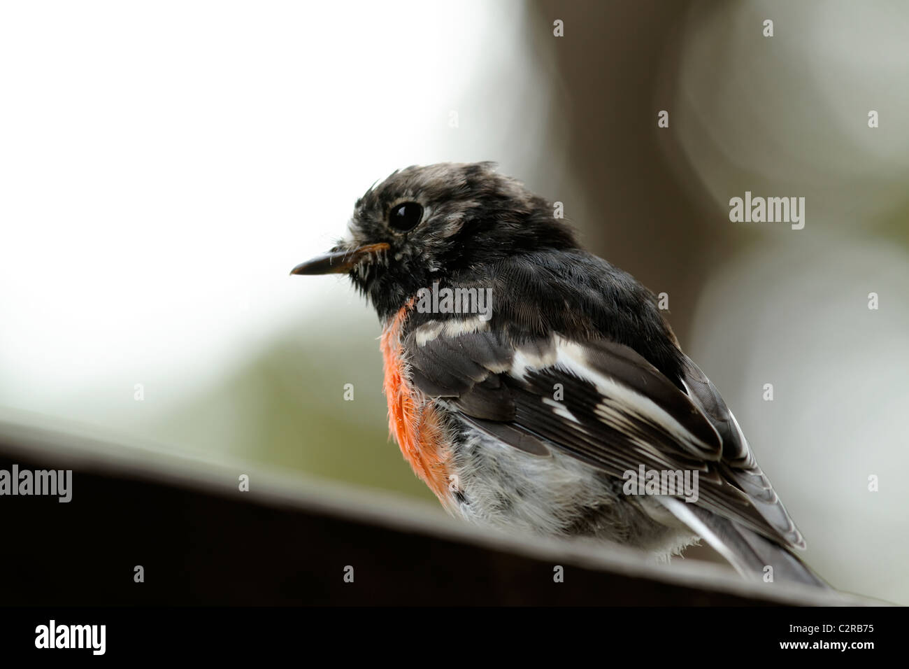 Male Scarlet Robin Red-breasted Australian Robin ( Petroica boodang ...