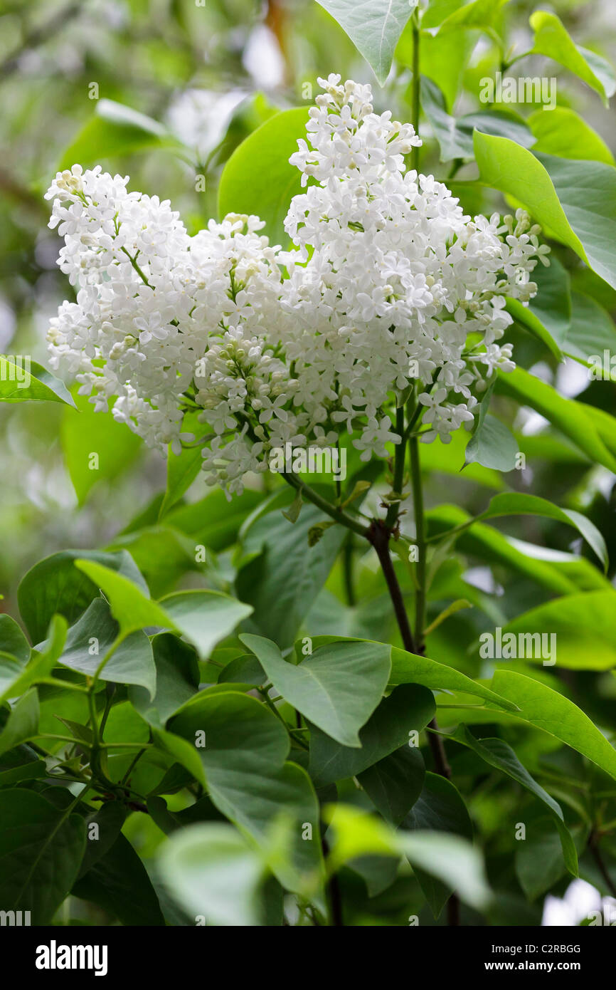 Syringa vulgaris portrait hi-res stock photography and images - Alamy