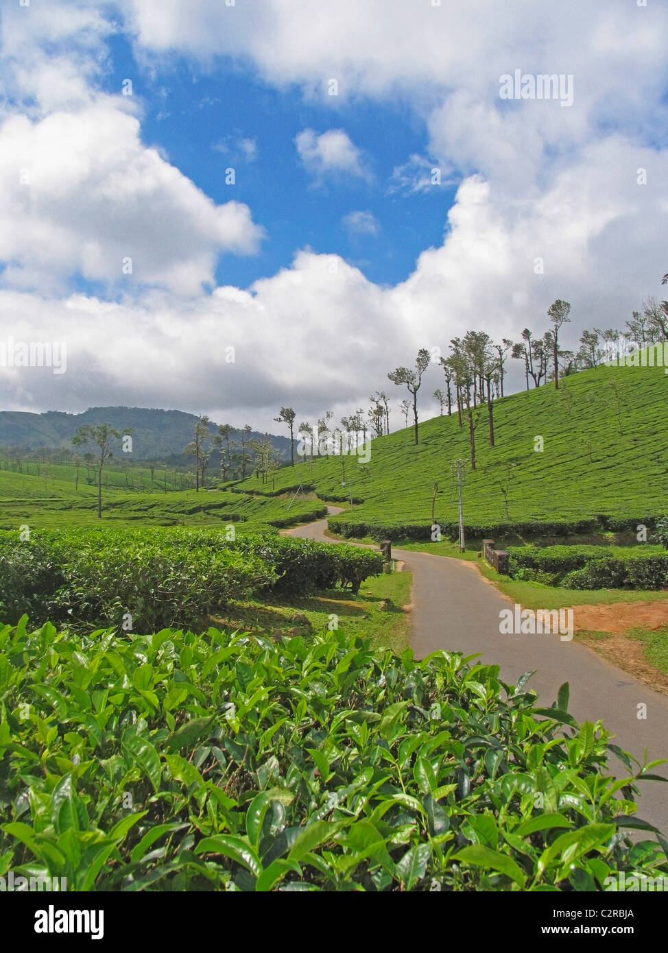 Tea Estate, Nelliyampathi Hills, Kerala, India Stock Photo - Alamy