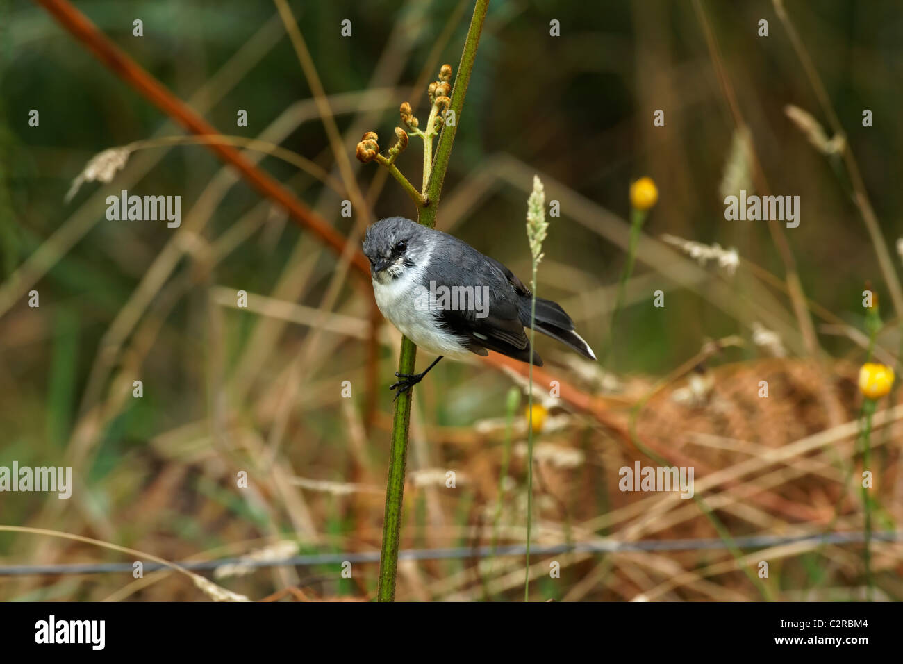White breasted robin hi-res stock photography and images - Alamy
