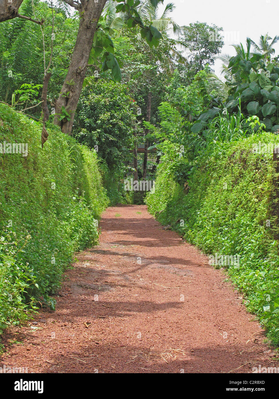 A pathway near Rajarajeshwari Temple during rainy season- Monsoon ...