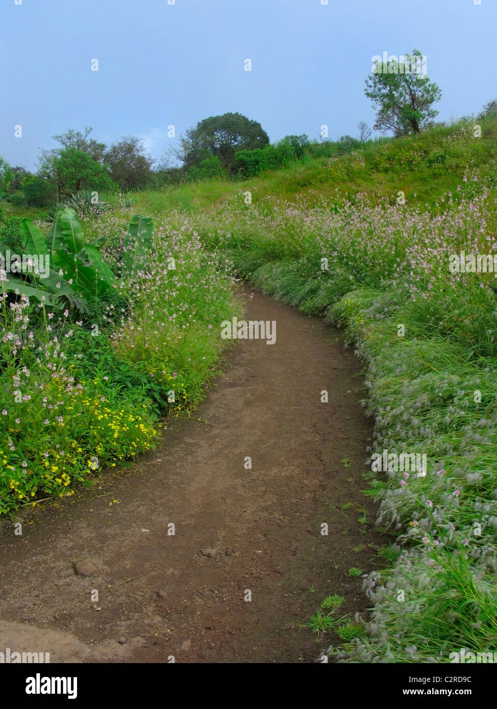 A calm pathway, India Stock Photo - Alamy