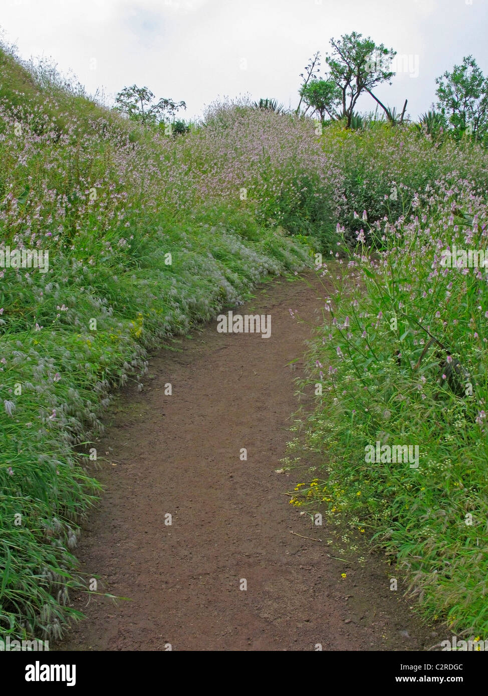 A calm pathway, India Stock Photo - Alamy