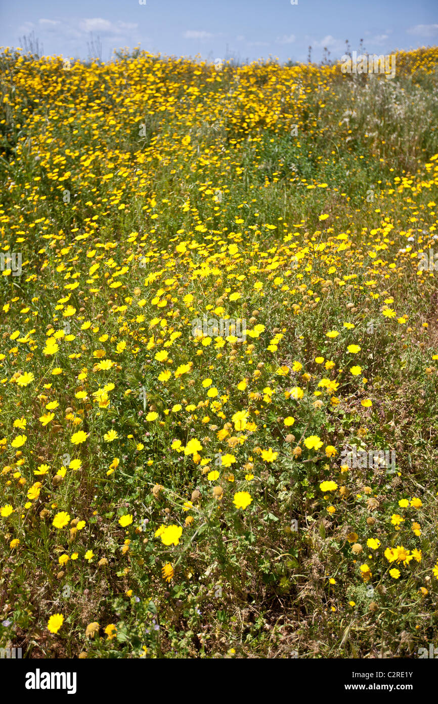 Crown daisys High Resolution Stock Photography and Images - Alamy