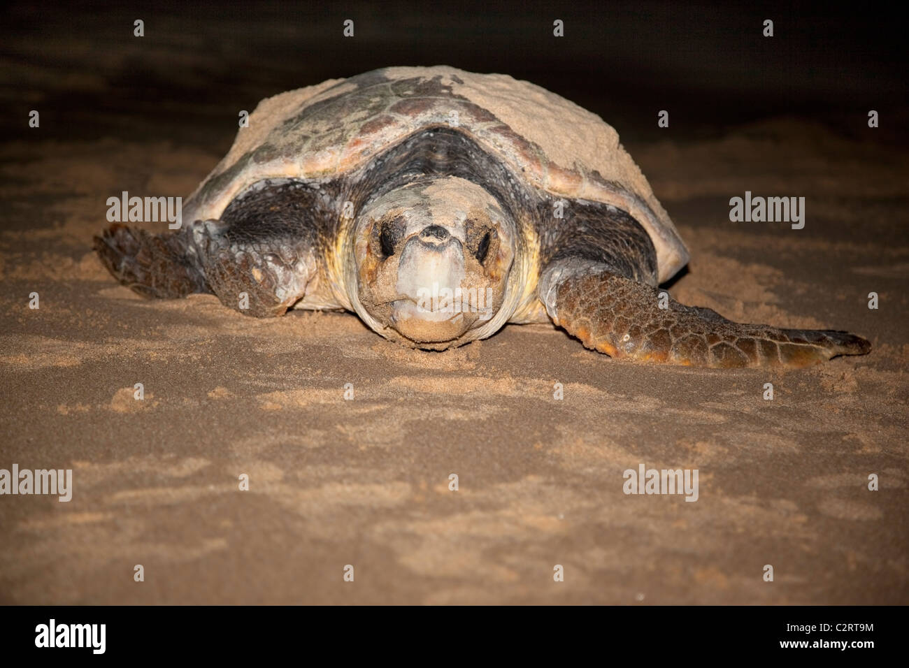 Loggerhead turtle, Caretta caretta, moving from nest to sea at night ...
