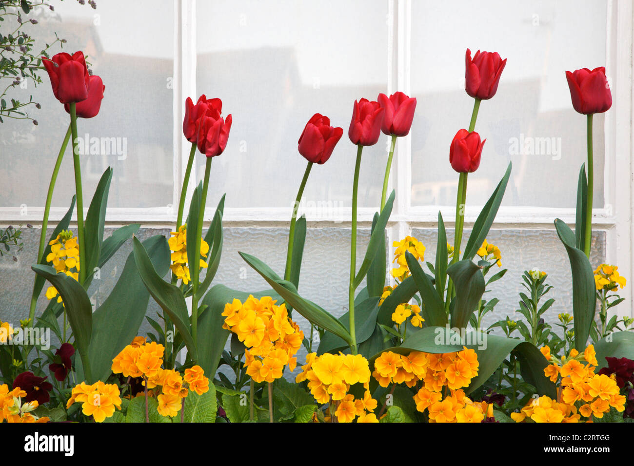 Spring Flowers in a Window Box at Knaresborough House North Yorkshire ...