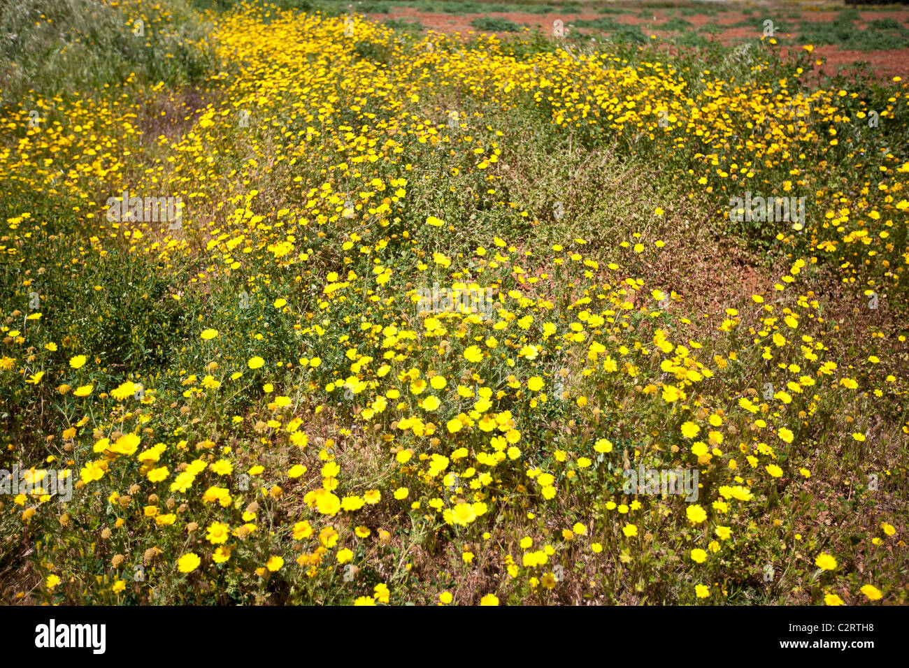 Crown Daisy's growing wild at Mandria Cyprus April Stock Photo - Alamy