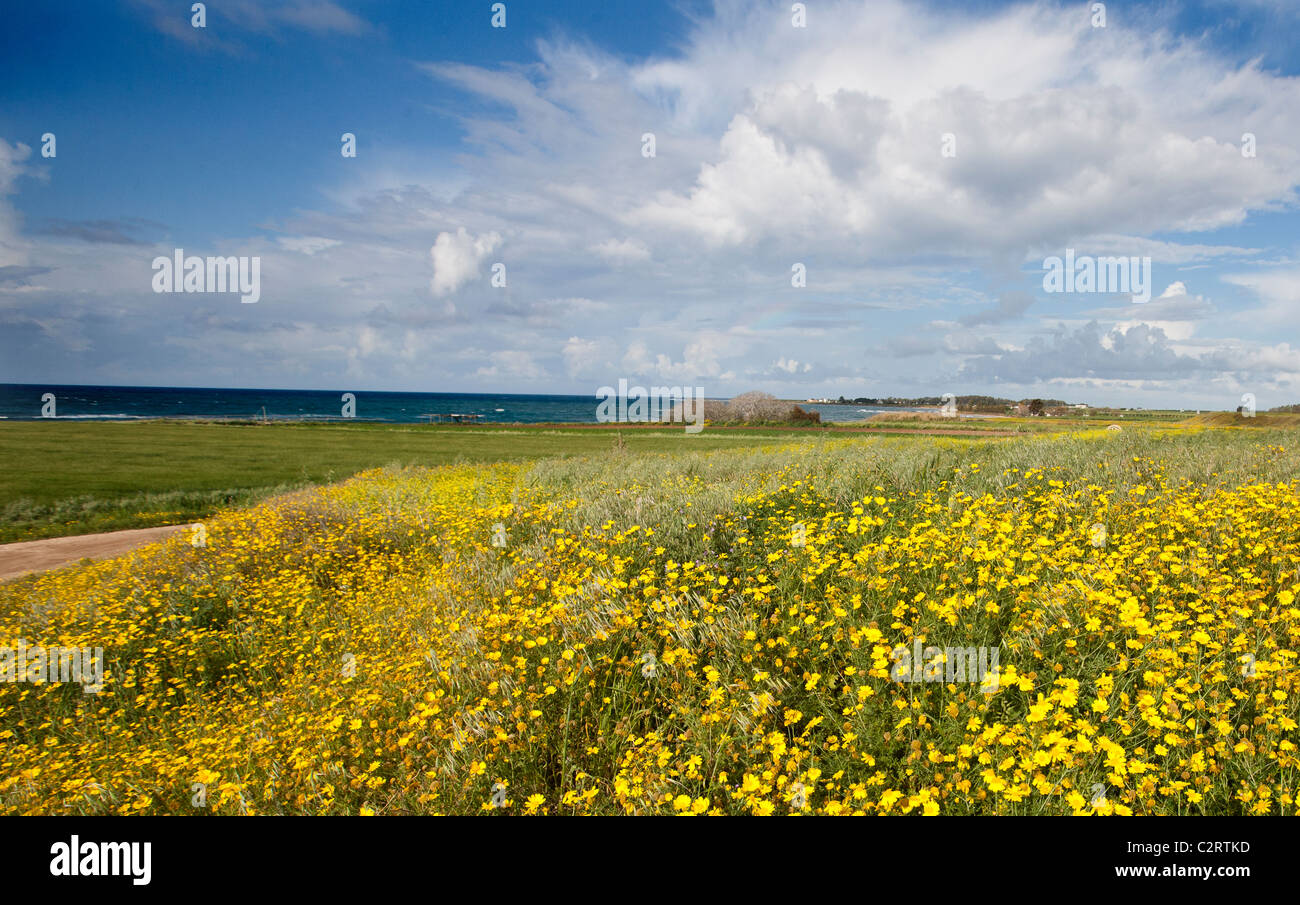 Mandria cyprus hi-res stock photography and images - Alamy