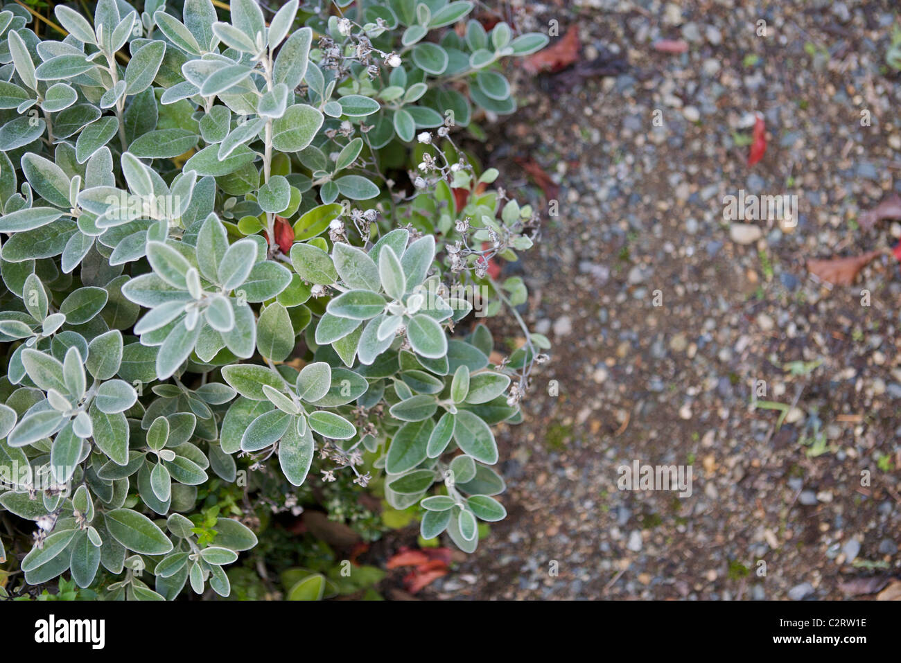 Senecio 'Gray Sunshine' Stock Photo - Alamy