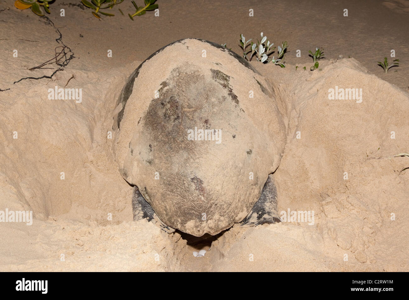 Loggerhead turtle, Caretta caretta, laying eggs at night, Banga Nek ...