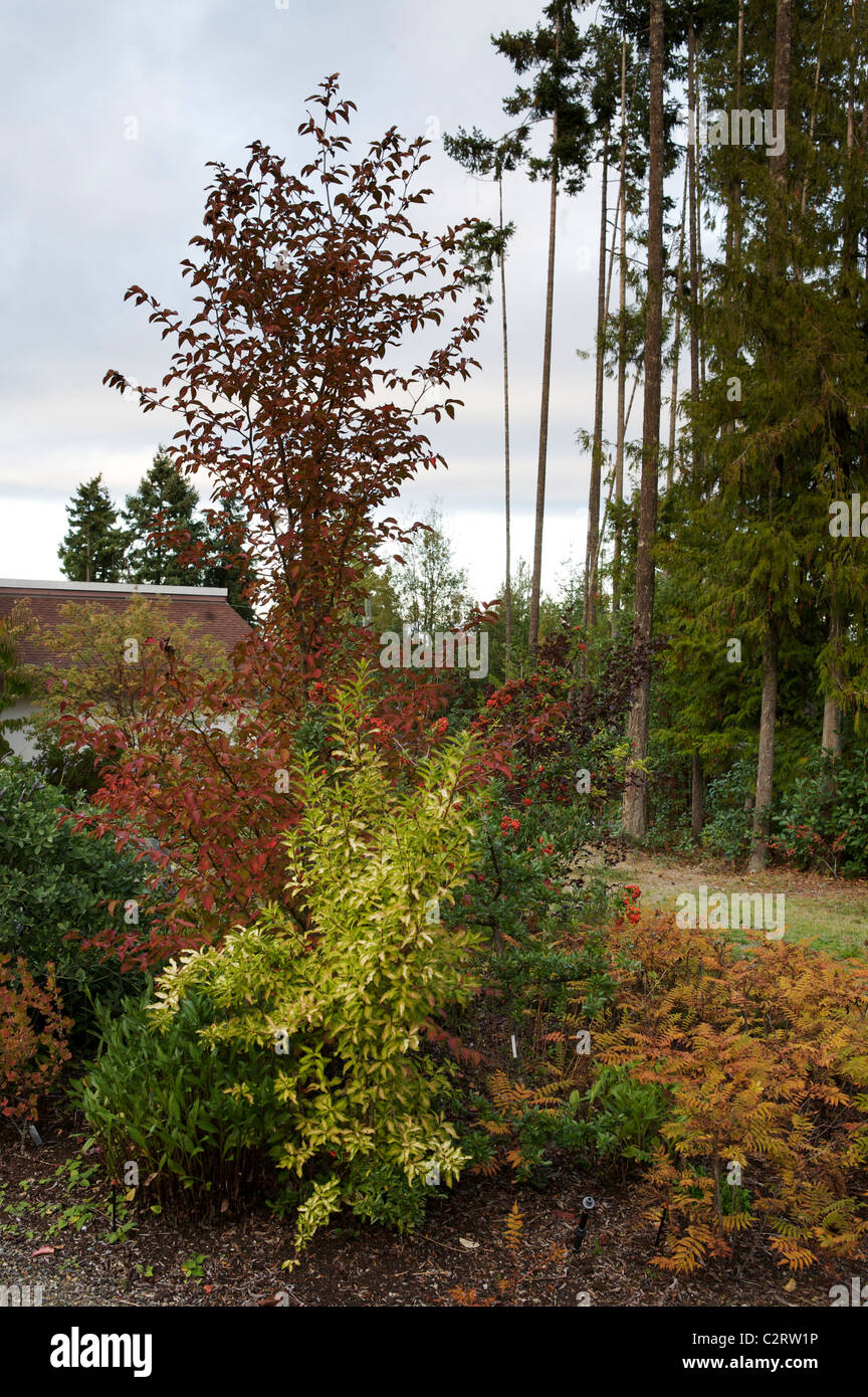 Filipendula ulmaria variegata hi-res stock photography and images - Alamy