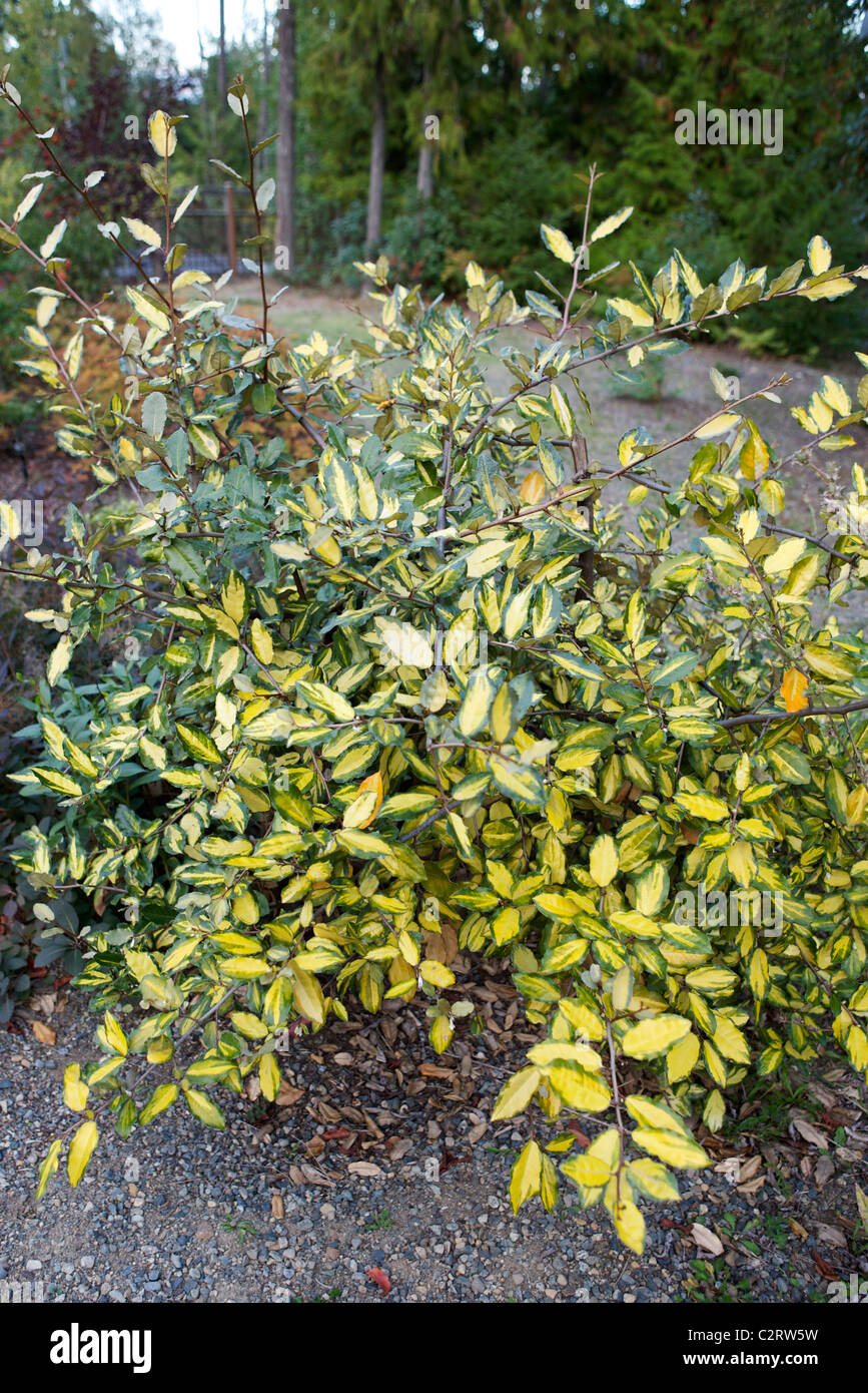 Filipendula ulmaria 'Variegata' Stock Photo - Alamy
