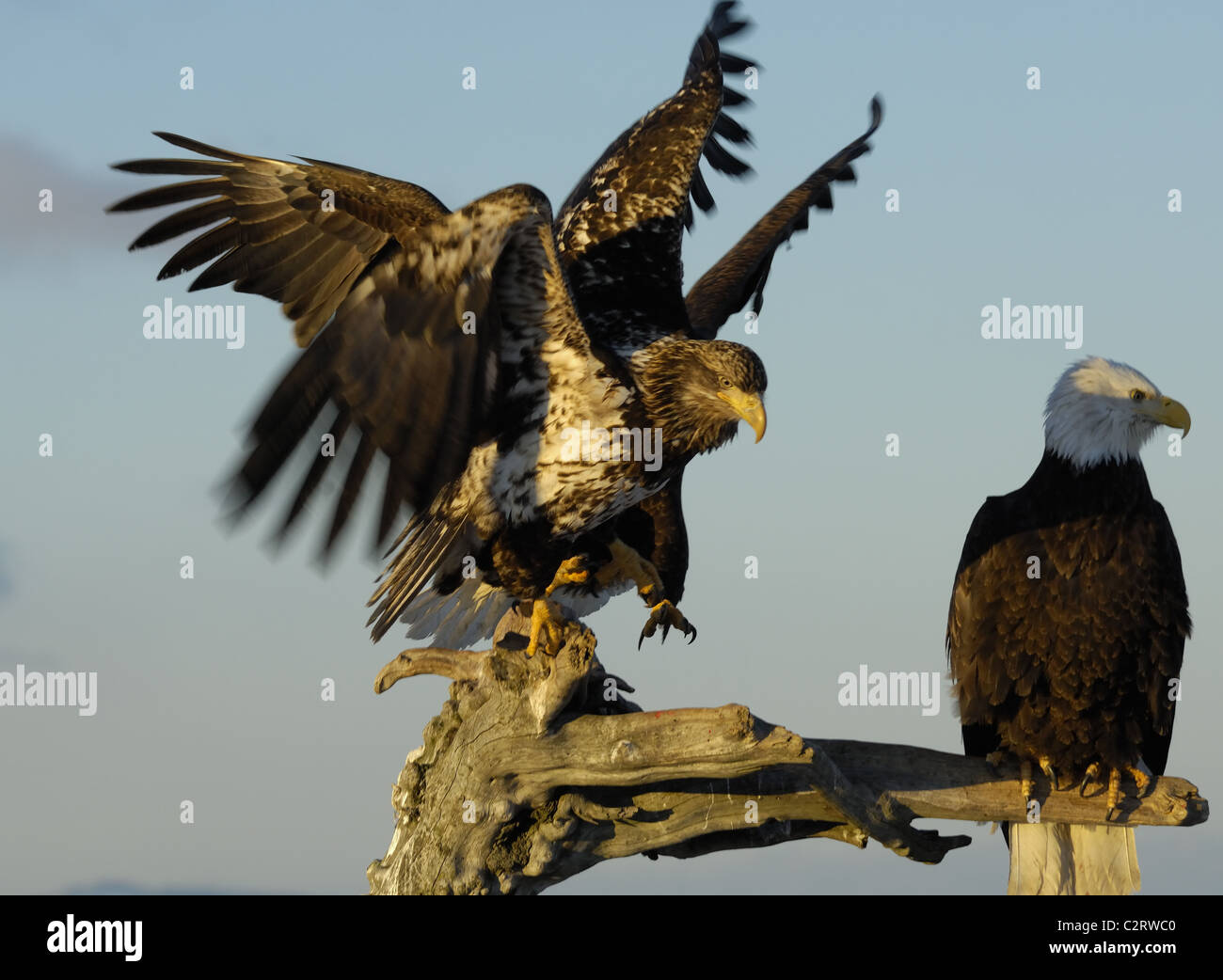 Bald Eagles sitting on dead tree trunk, near to landing and flying ...