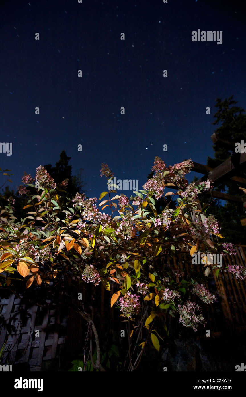 Hydrangea paniculata 'Grandiflora' at night Stock Photo - Alamy