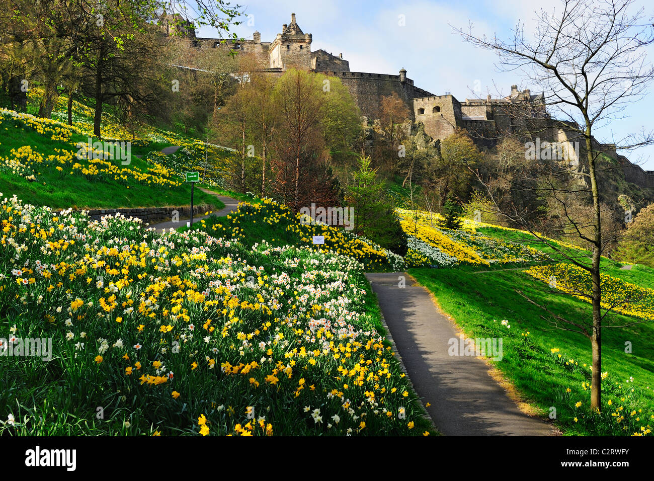 Daffodils on the castle embankment in Princes Street Gardens, Edinburgh ...