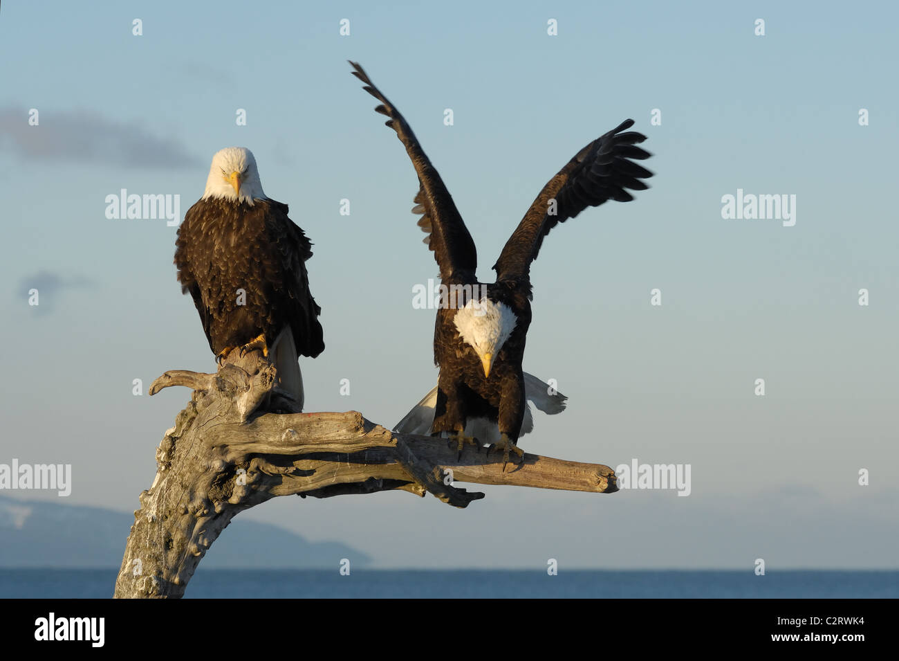 Bald Eagles sitting on dead tree trunk, near to landing and flying ...