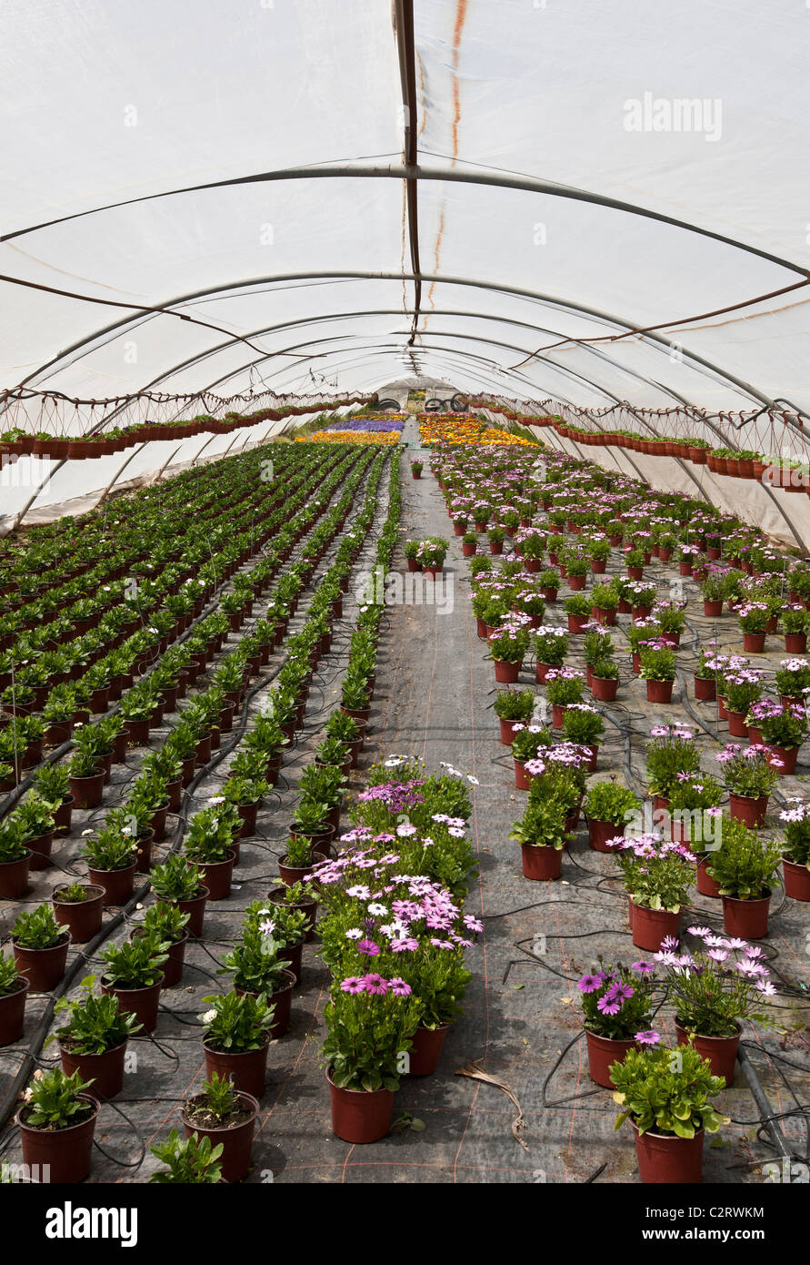 Polly tunnel hi-res stock photography and images - Alamy