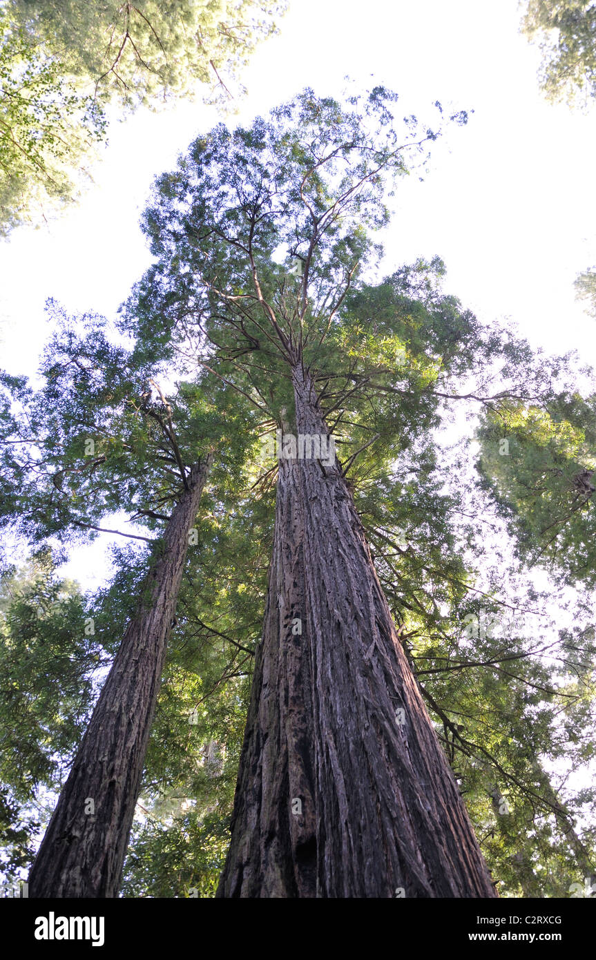Redwoods National Park, California, USA Stock Photo - Alamy