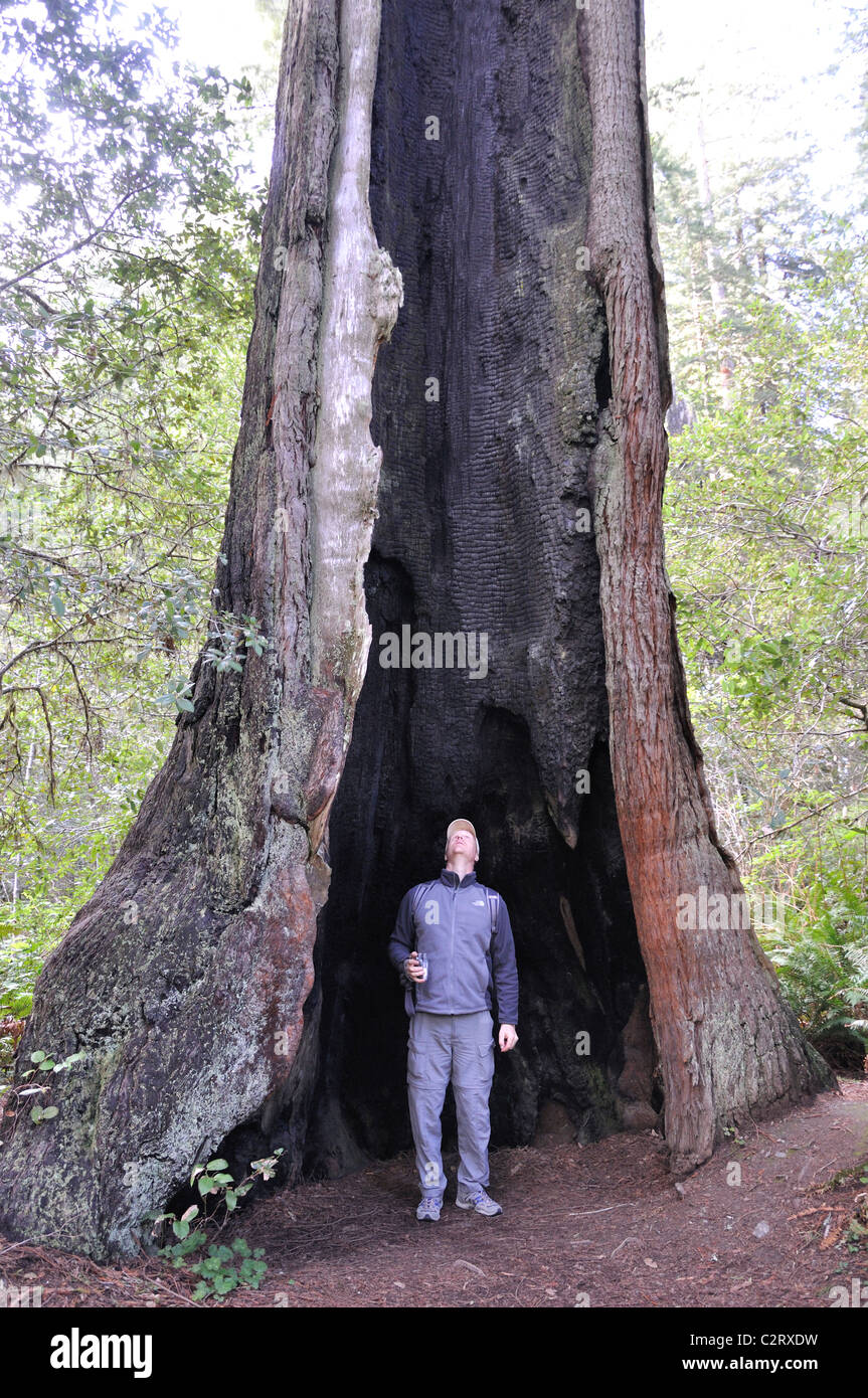 Redwoods National Park, California, USA Stock Photo - Alamy