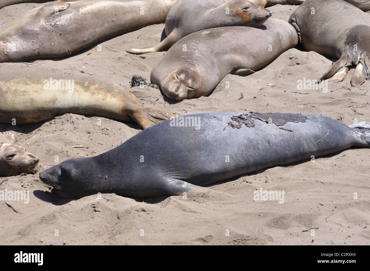 Elephant seals colony during molting period, Piedras Blancas beach ...