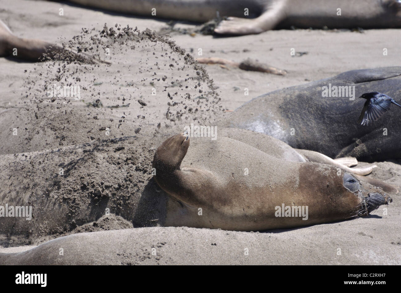 Elephant seal during molting period, Piedras Blancas beach, California ...