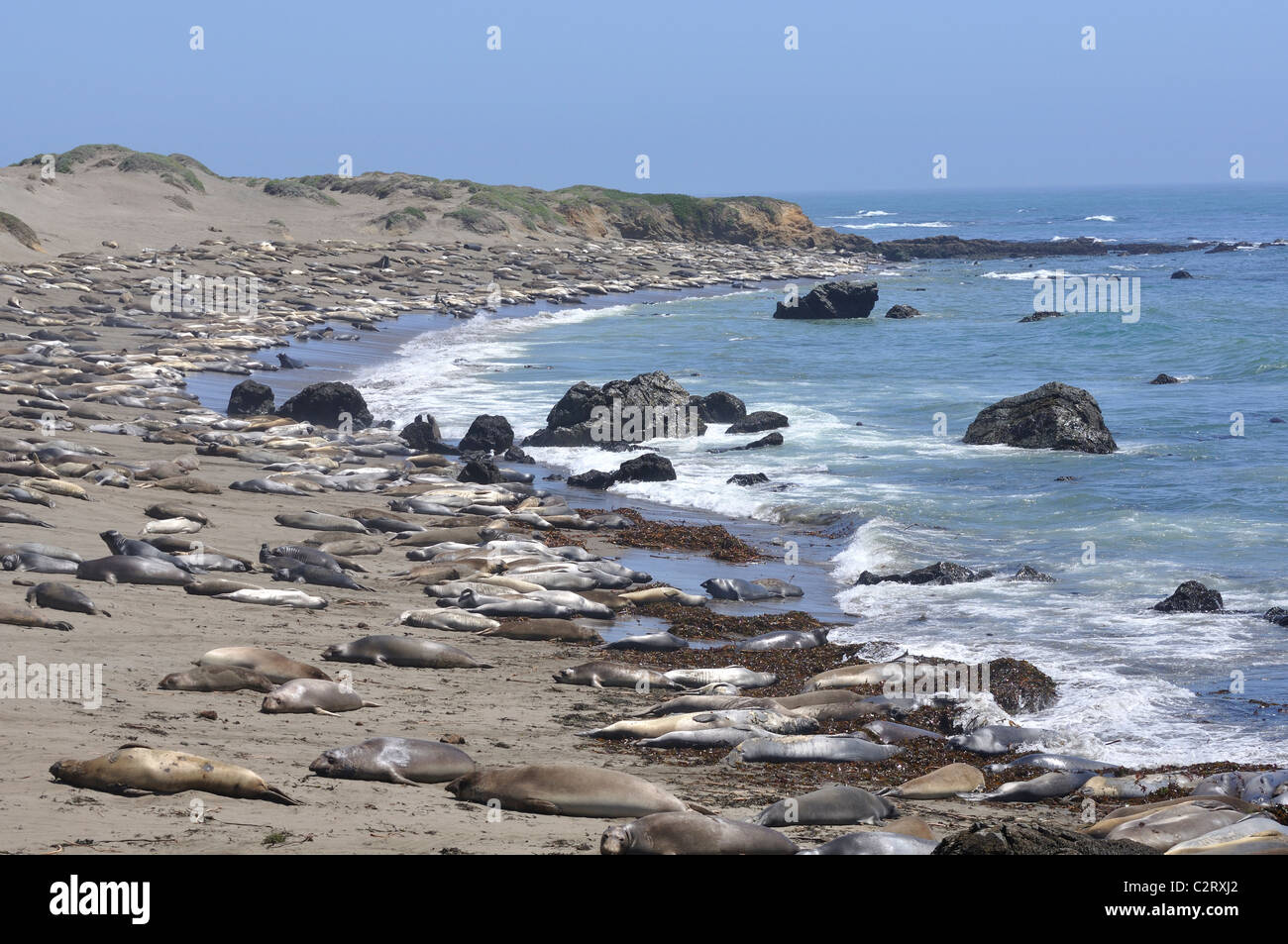 Elephant seals colony during molting period, Piedras Blancas beach ...