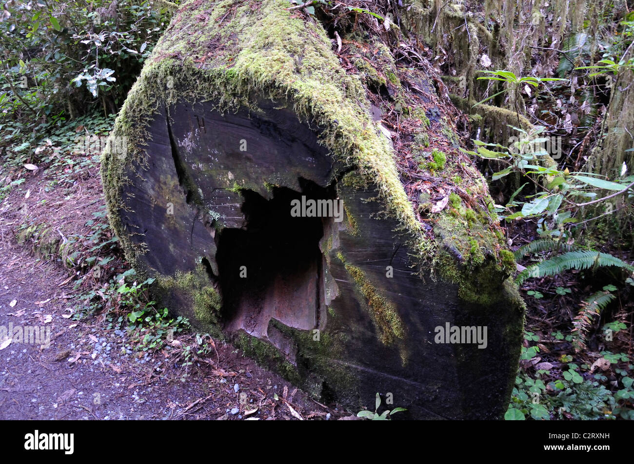 Redwoods National Park, California, USA Stock Photo - Alamy