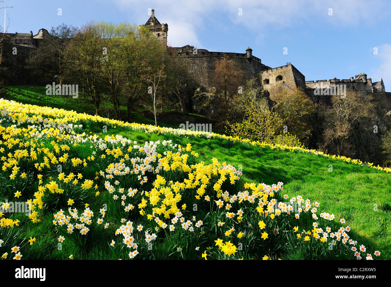 Daffodils on the castle embankment in Princes Street Gardens, Edinburgh ...