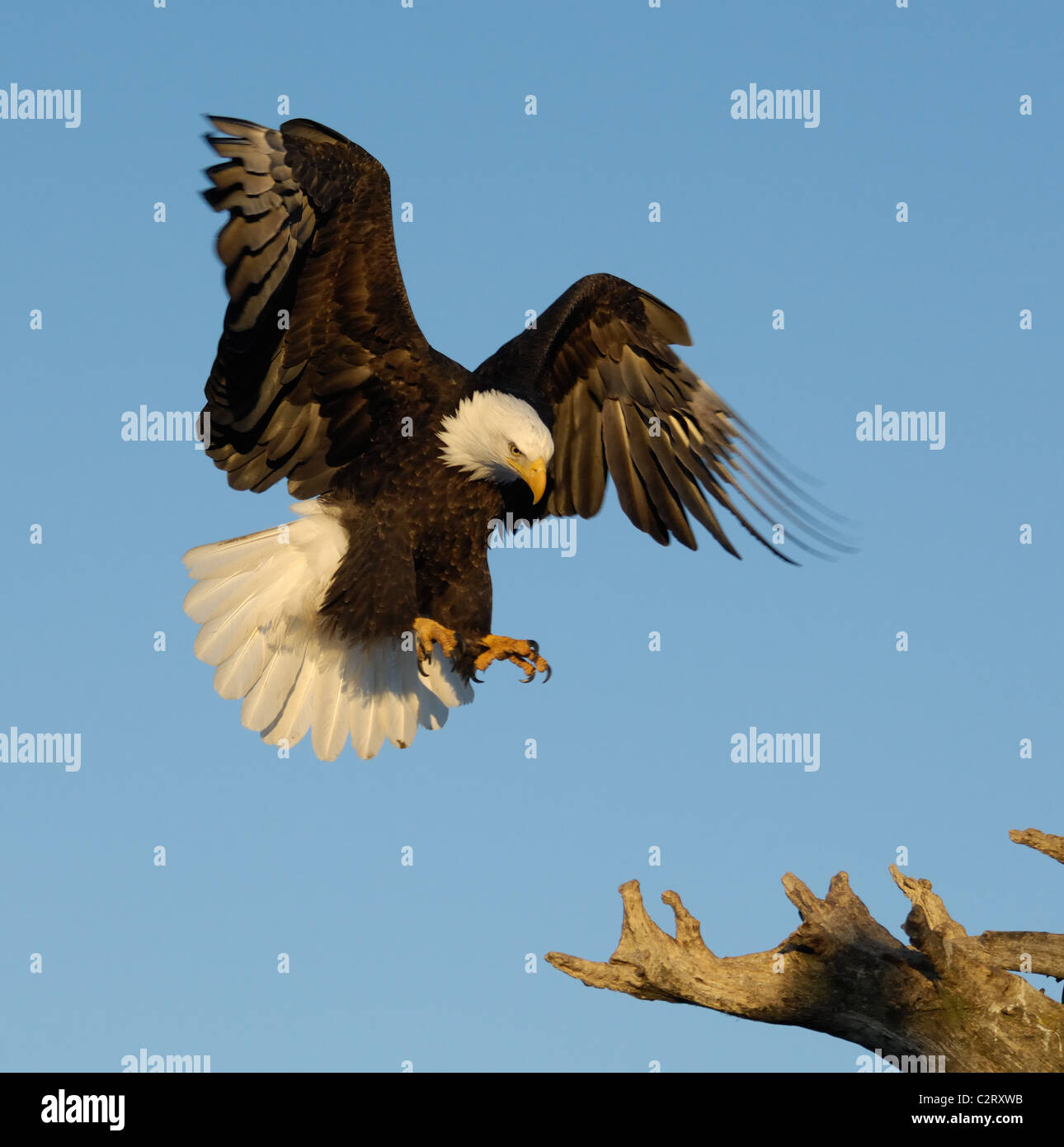 Mature bald eagle landing in water hi-res stock photography and images ...