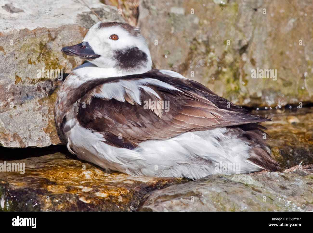 Long Tailed Duck (clangula hyemalis) female Stock Photo - Alamy