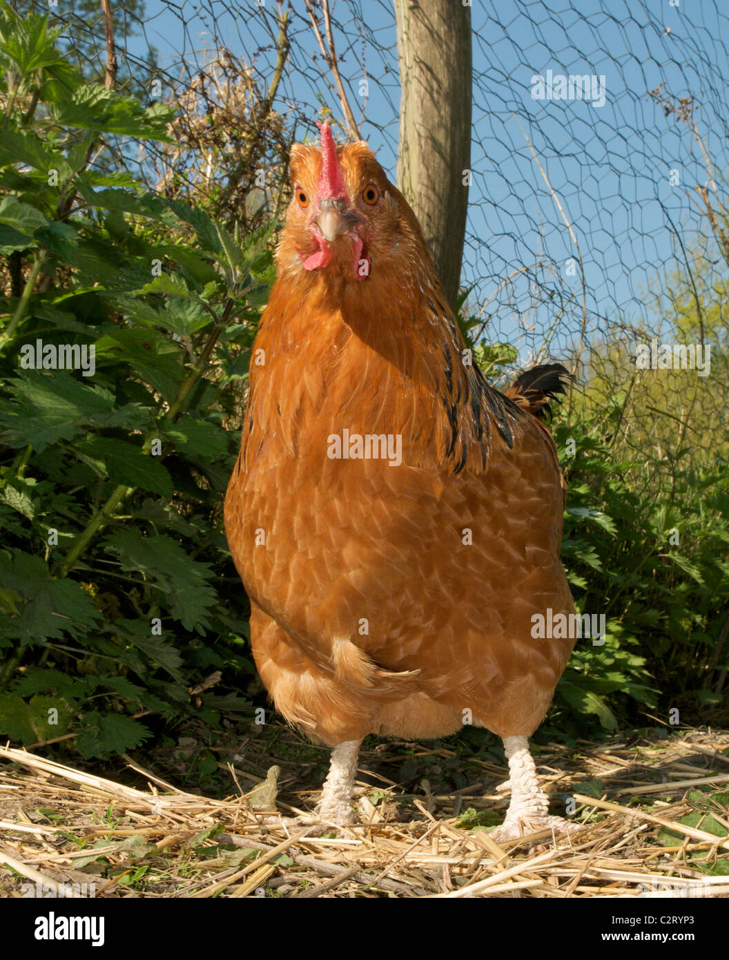 Free range chicken in a country garden Stock Photo - Alamy