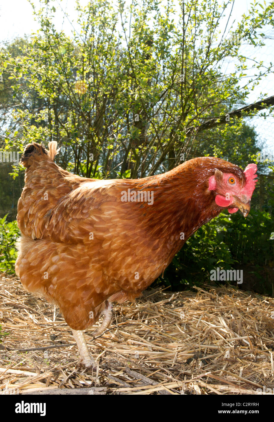Free range chicken in a country garden Stock Photo - Alamy