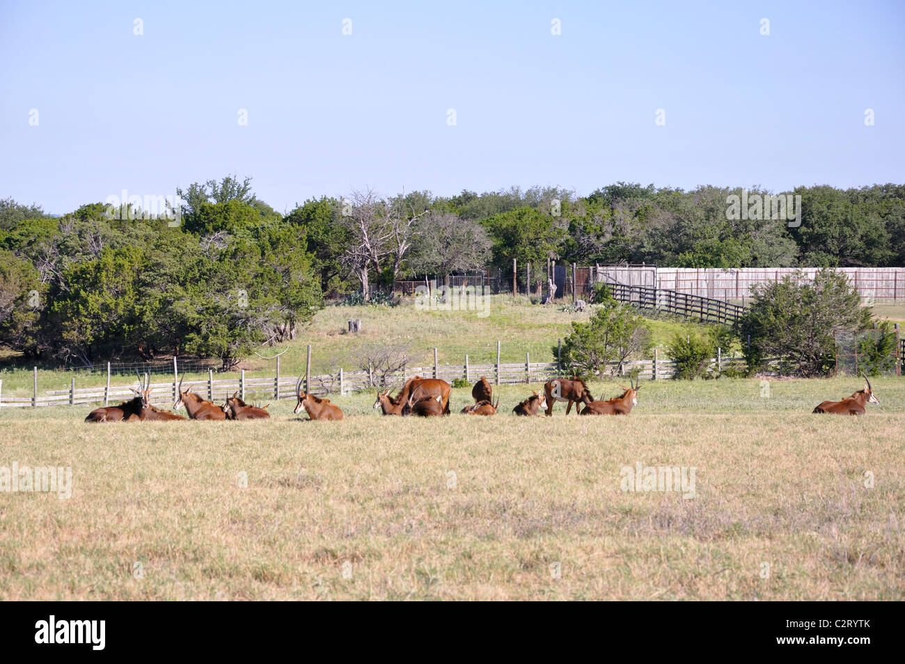 Fossil Rim safari in Texas, USA Stock Photo - Alamy