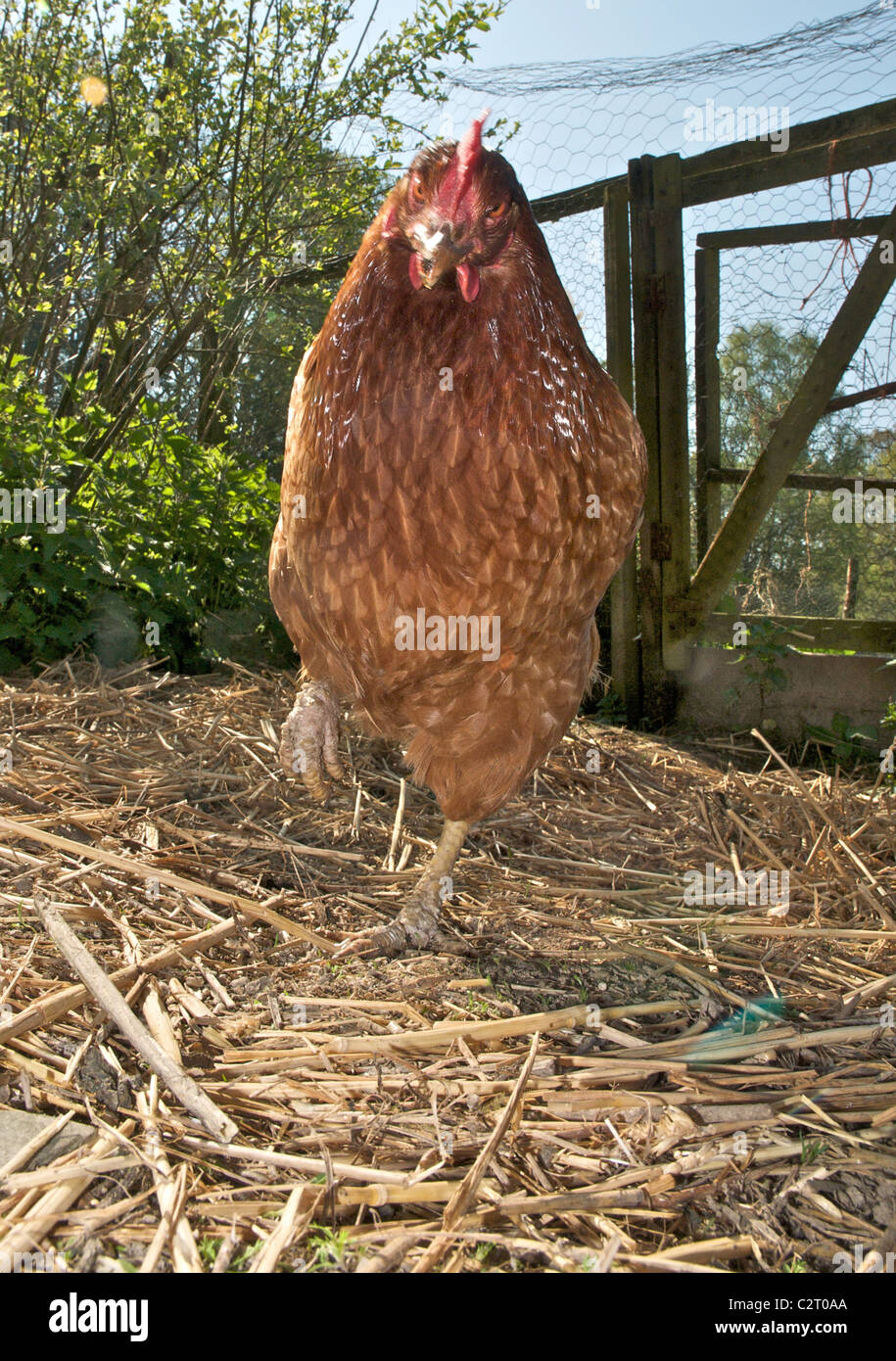Free range chicken in a country garden Stock Photo - Alamy