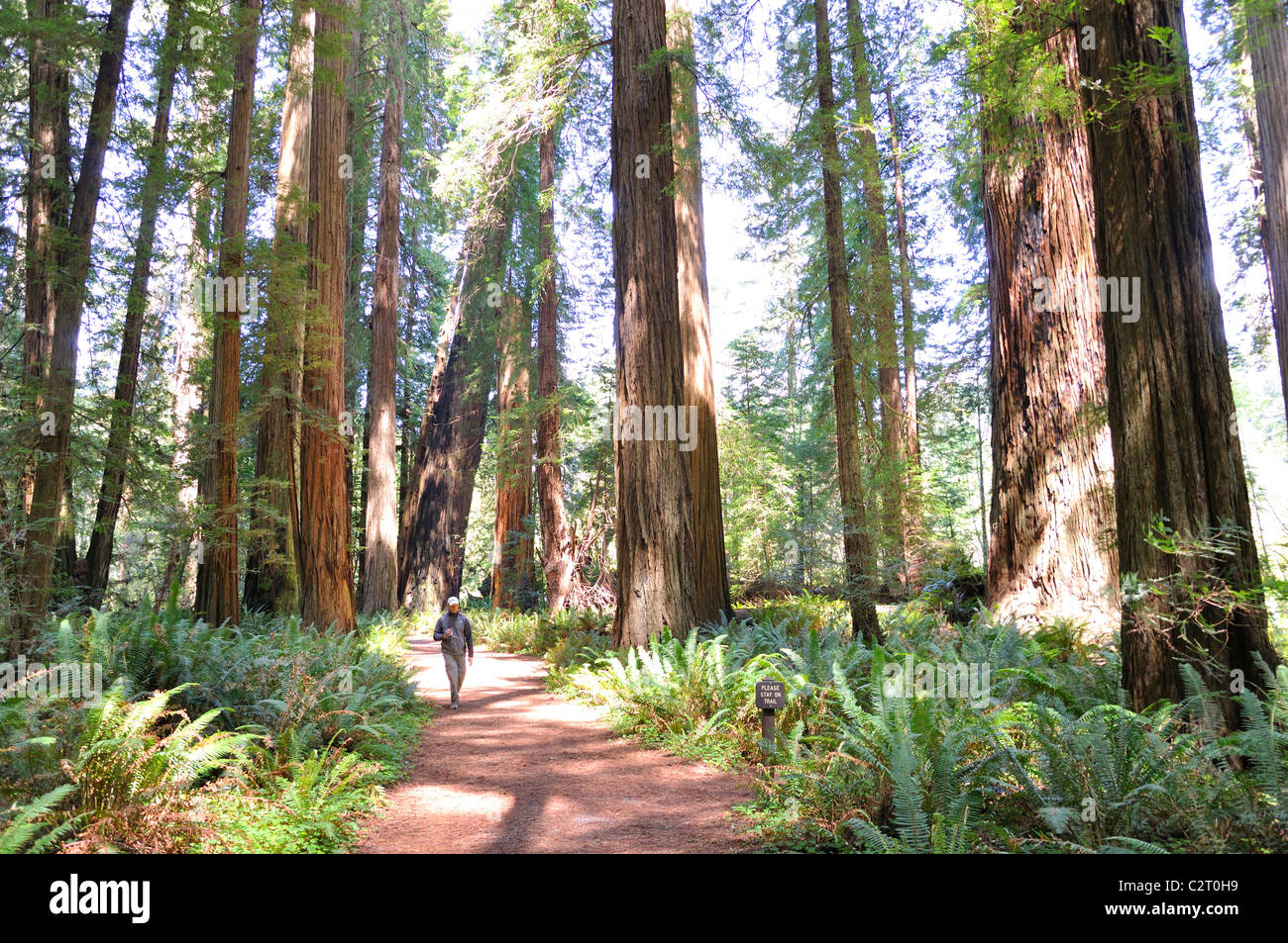 Redwoods National Park, California, USA Stock Photo - Alamy