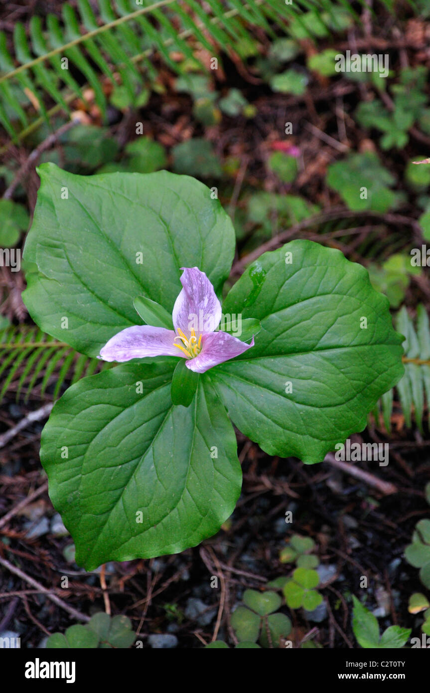 Trillium chloropetalum - also known as Giant wake robin - growing at ...