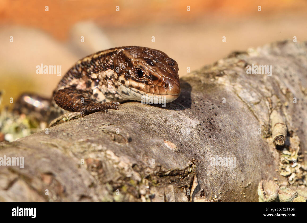 Common Lizard viviparous lizard or common lizard Zootoca vivipara ...