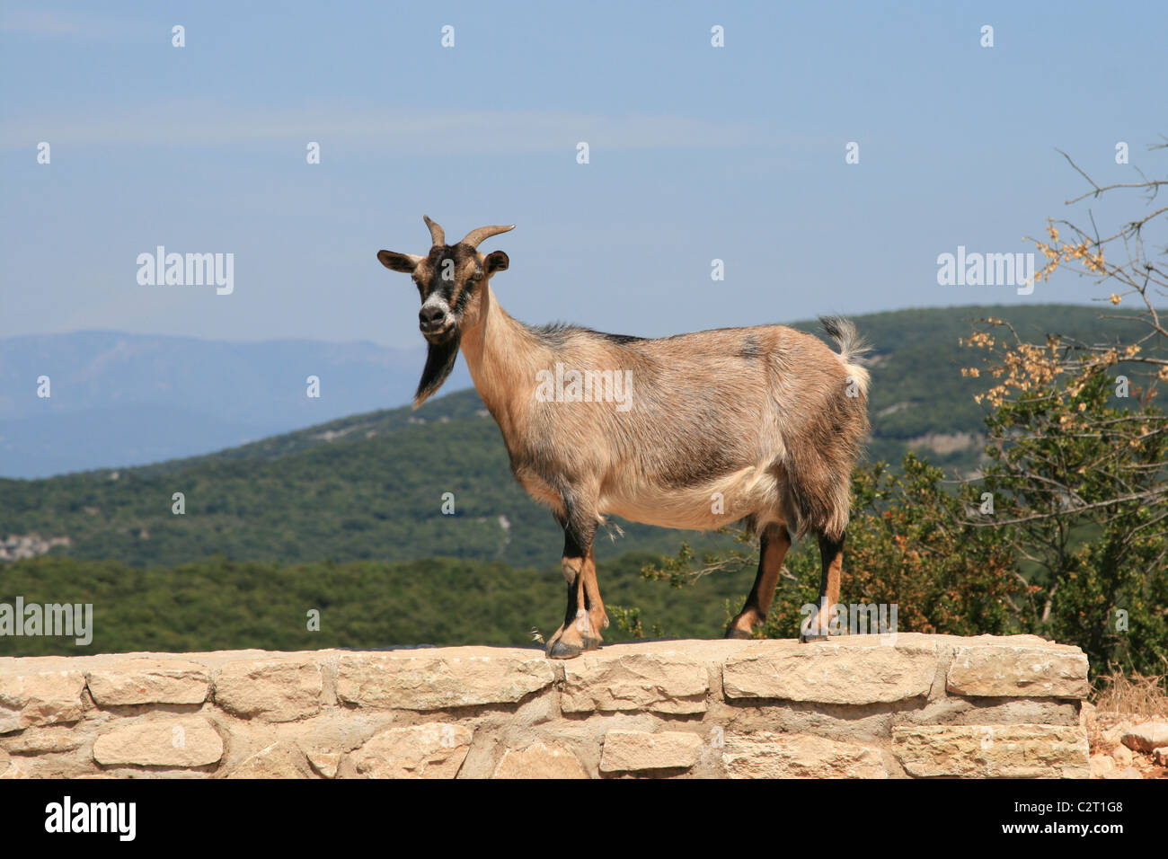 Goat on stone wall with scenic outlook Stock Photo - Alamy