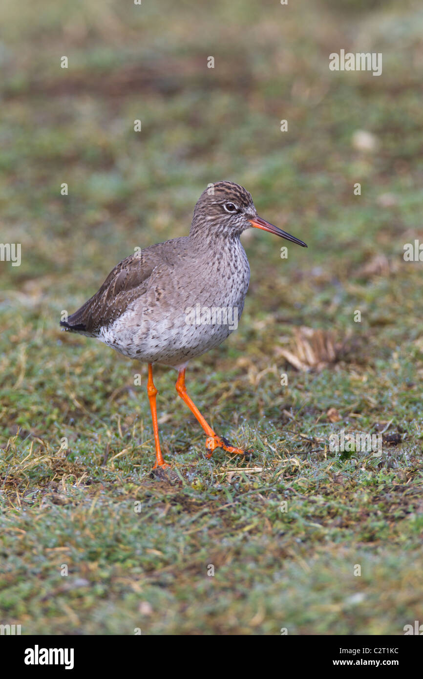Redshank. Tringa totanus (Scolapacidae Stock Photo - Alamy