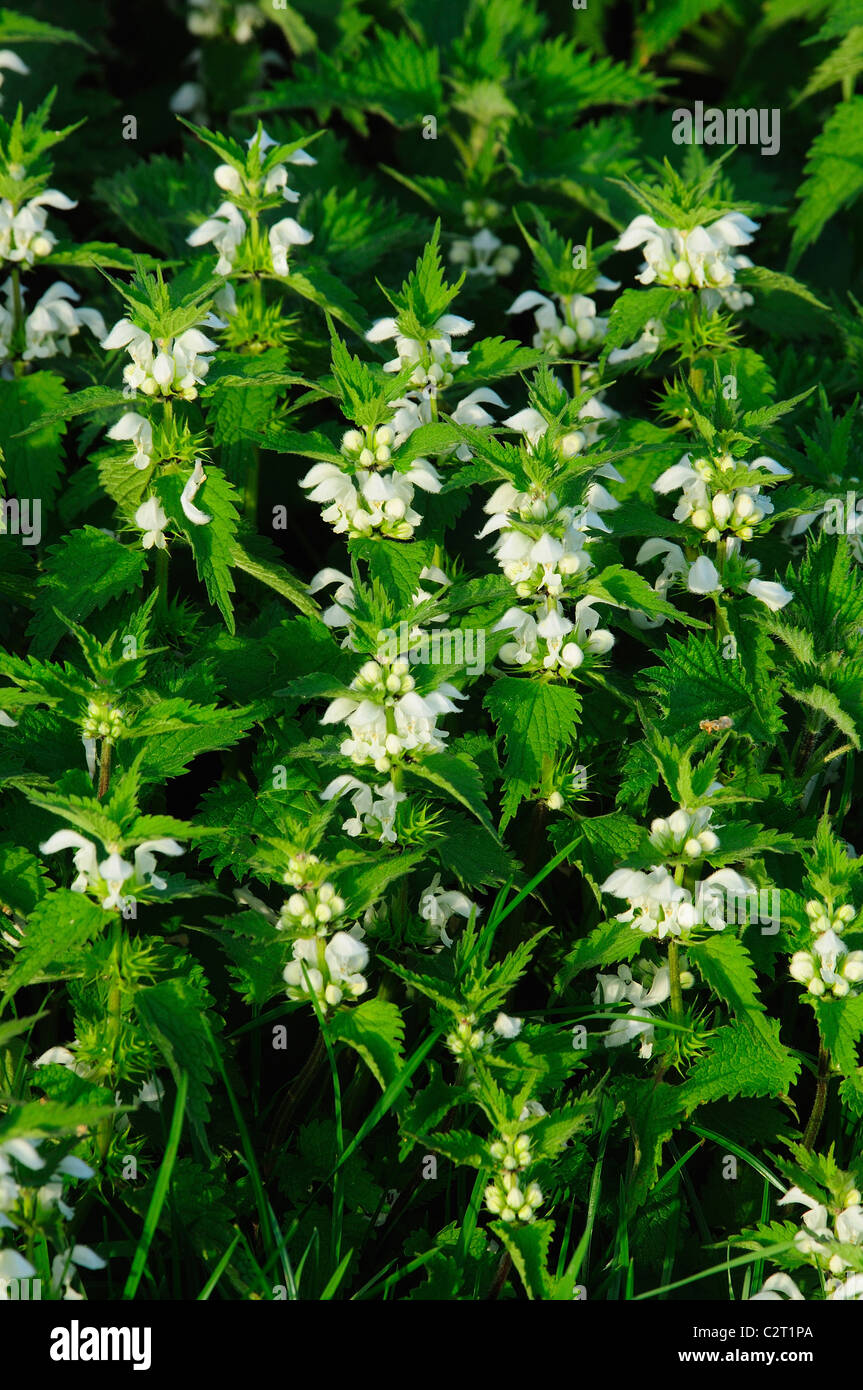 Nettle family hi-res stock photography and images - Alamy
