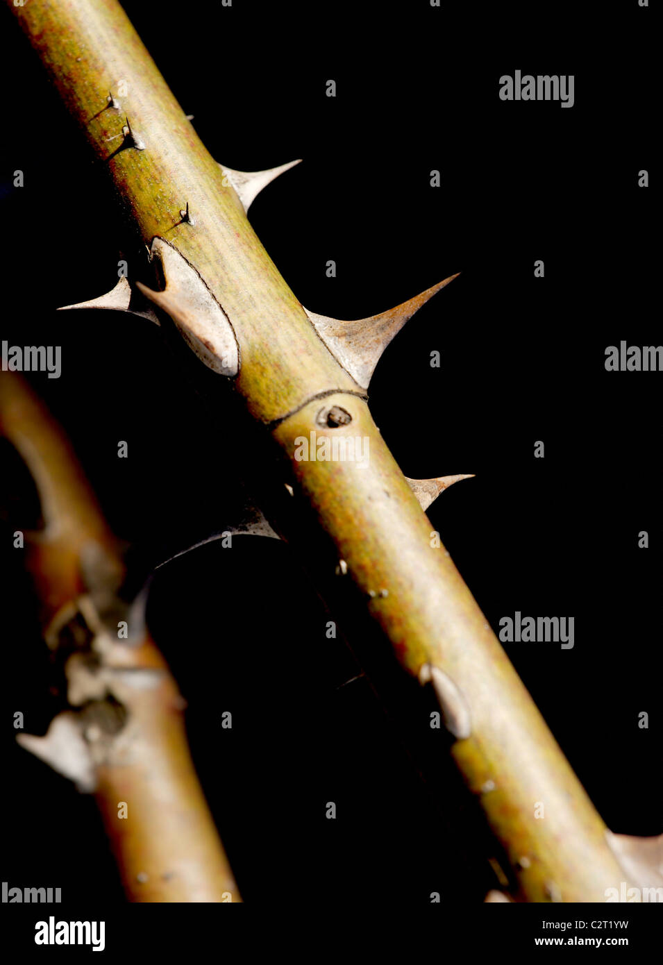 Thorns on black background Stock Photo - Alamy